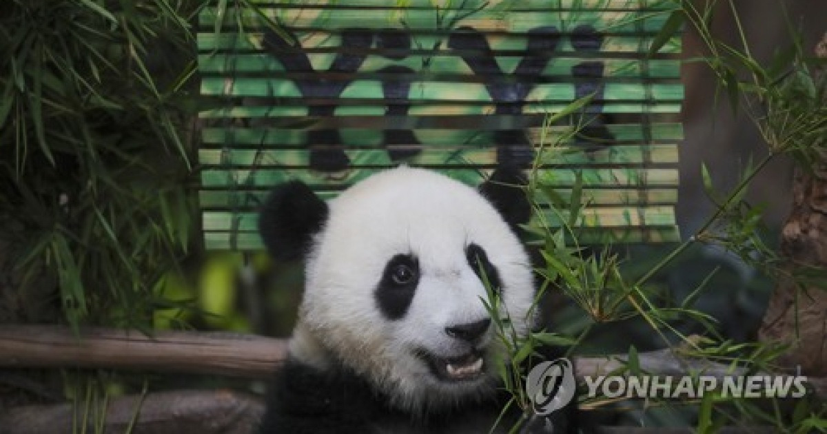 MALAYSIA ANIMALS DIPLOMACY CHINA PANDA YI YI