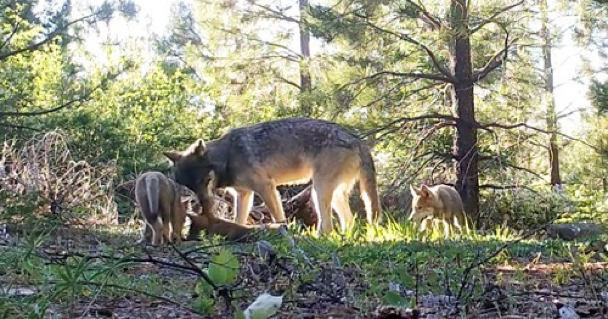 California Wolf Pups