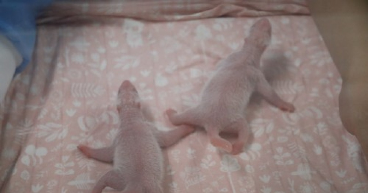 BELGIUM-BRUGELETTE-PANDA CUBS-BIRTH