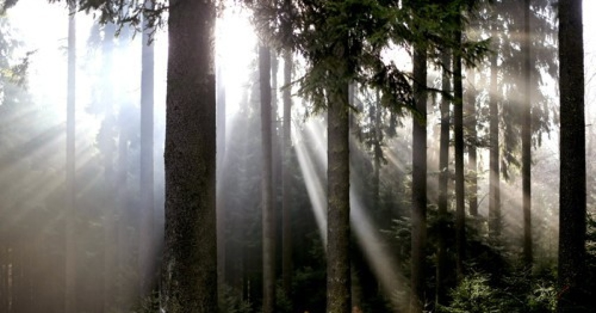 Germany Climate Politics