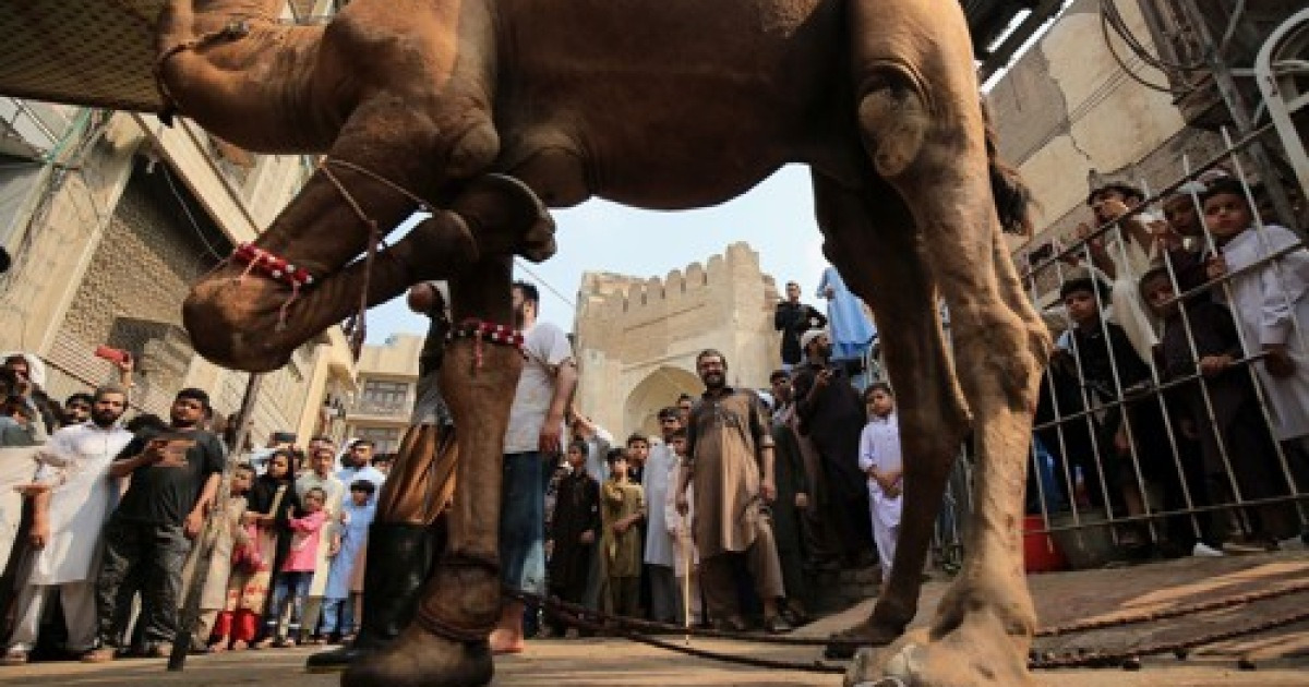 PAKISTAN EID AL-ADHA ISLAM BELIEF
