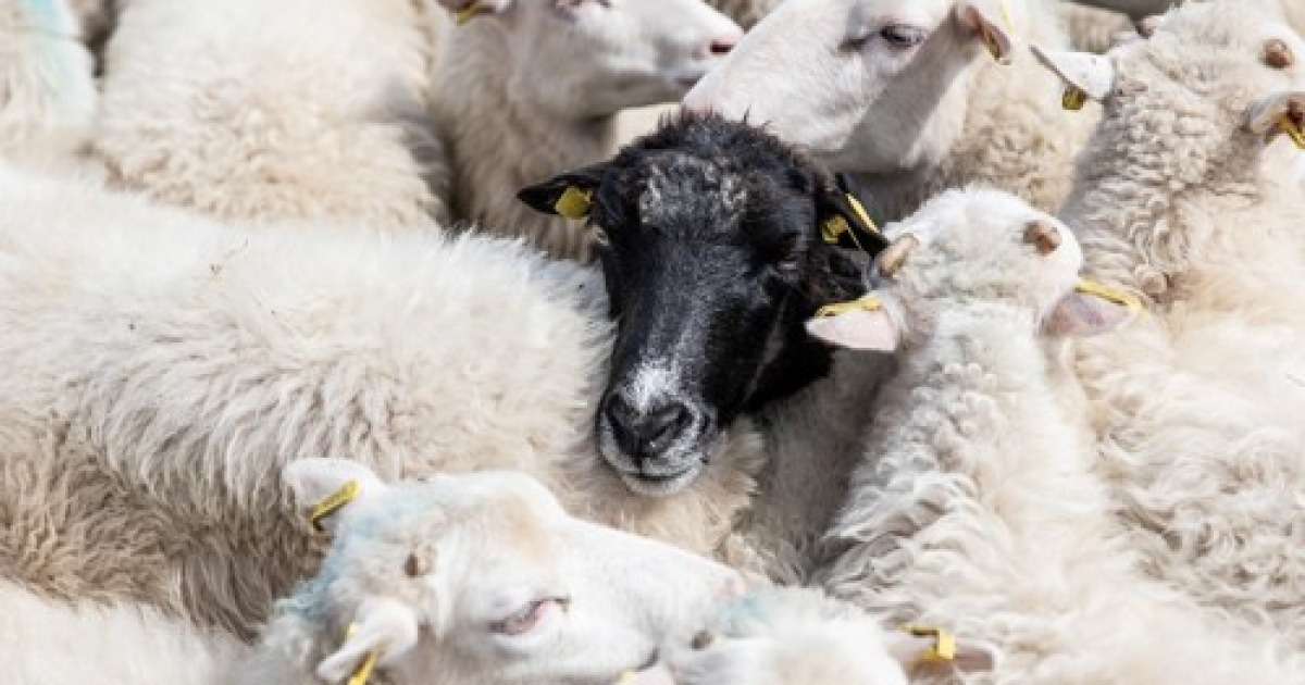 GERMANY SHEEP TEMPELHOFER FELD