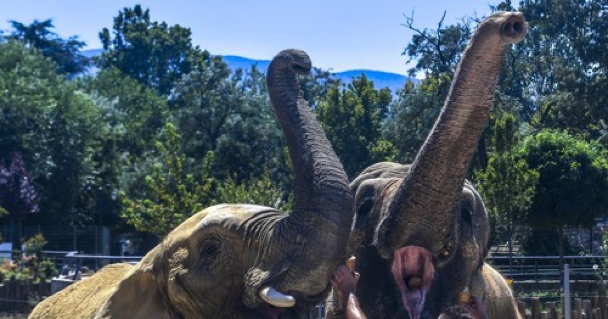 NORTH MACEDONIA WORLD ELEPHANT DAY