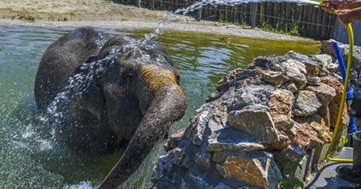 NORTH MACEDONIA WORLD ELEPHANT DAY