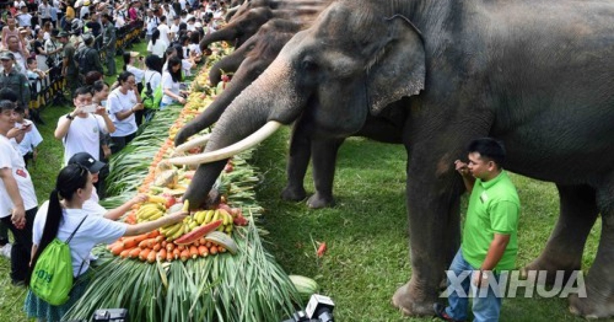 CHINA-YUNNAN-XISHUANGBANNA-ASIAN ELEPHANTS-CONSERVATION (CN)