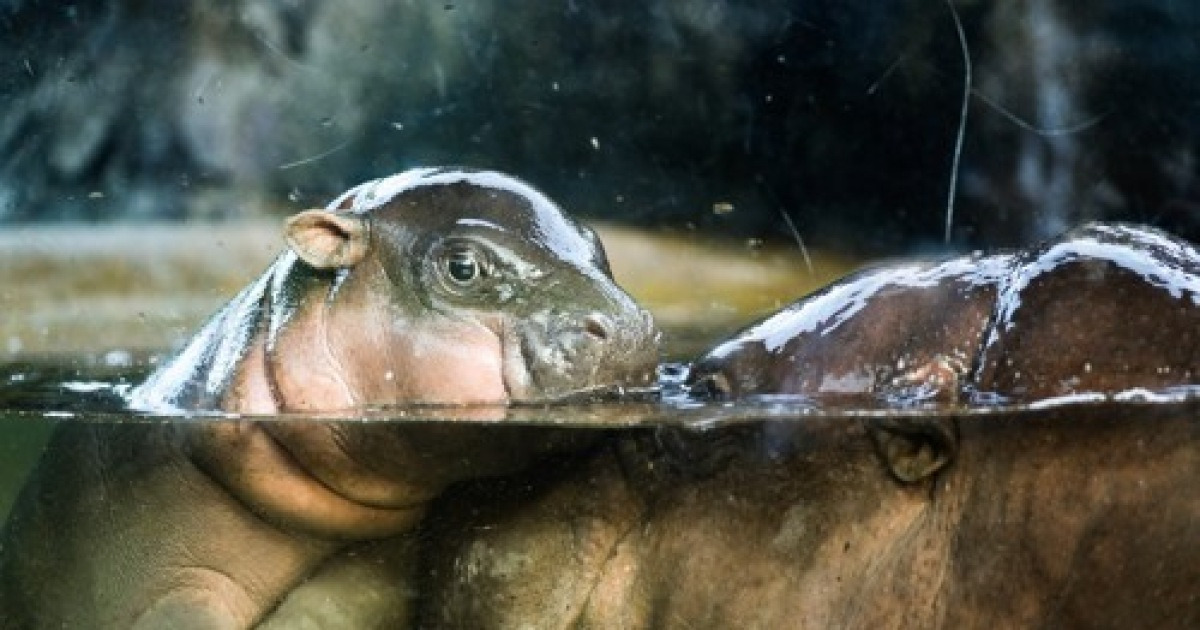 TAIWAN ANIMALS HIPPOPOTAMUS