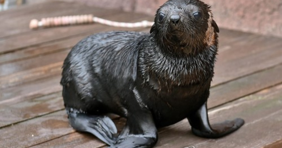 POLAND ANIMALS ZOO