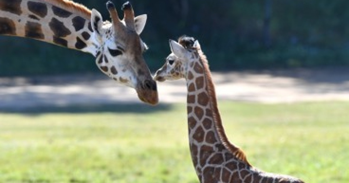 AUSTRALIA GIRAFFE FIRST BIRTHDAY