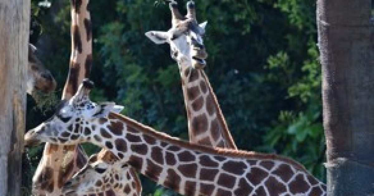 AUSTRALIA GIRAFFE FIRST BIRTHDAY