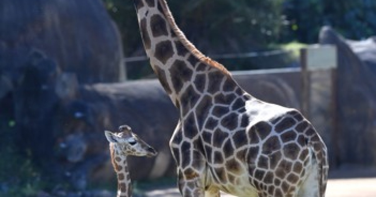 AUSTRALIA GIRAFFE FIRST BIRTHDAY