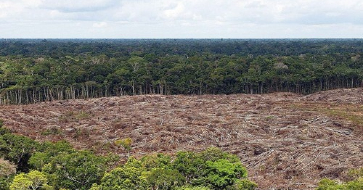 BRAZIL ENVIRONMENT DEFORESTATION