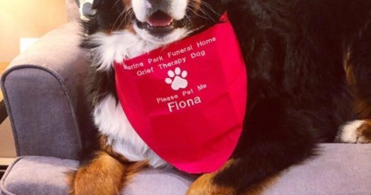 Dogs Good Behavior Milestone