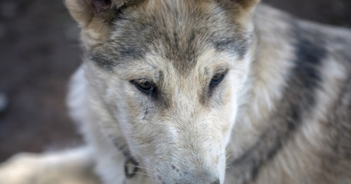 epaselect SOUTH AFRICA PHOTO SET WOLF SANCTUARY