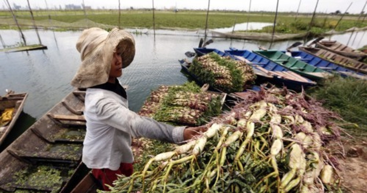 CAMBODIA AGRICULTURE