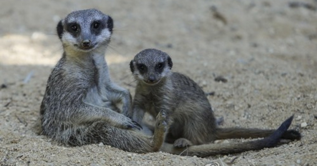 PORTUGAL ANIMALS LISBON ZOO
