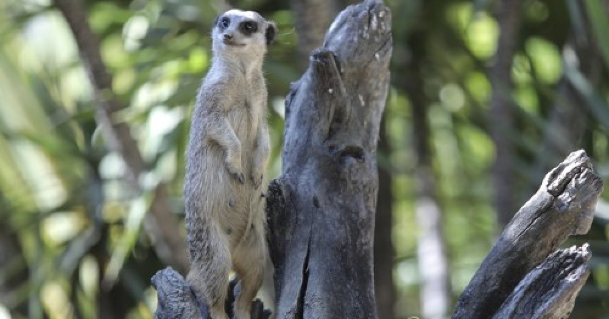 PORTUGAL ANIMALS LISBON ZOO