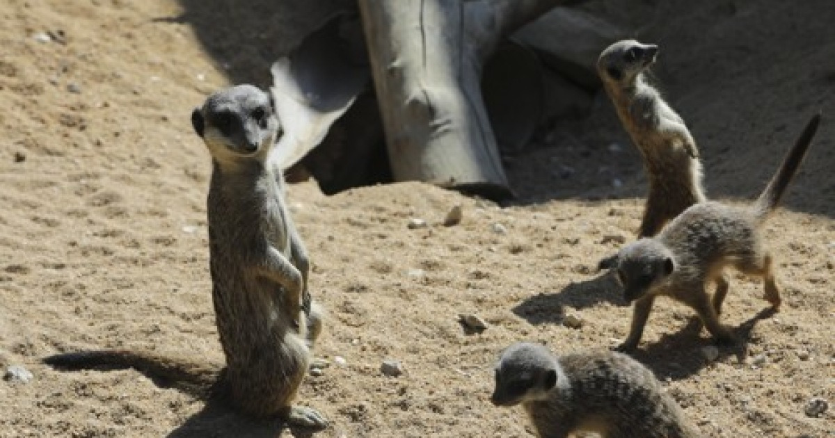 PORTUGAL ANIMALS LISBON ZOO