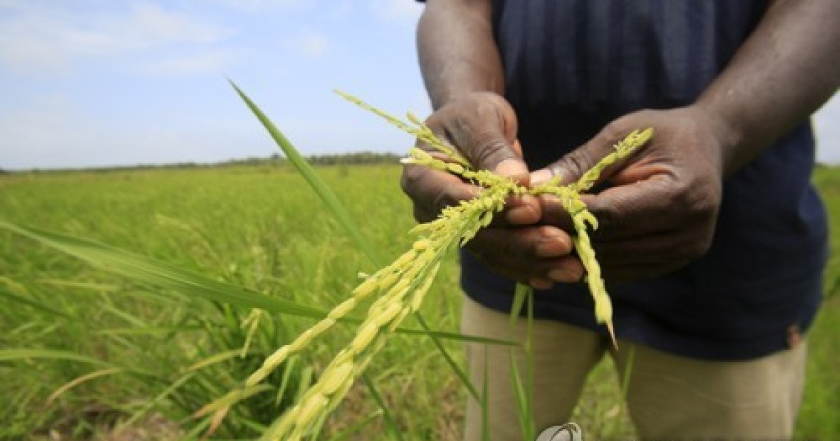 IVORY COAST PHOTO SET AGRICULTURE