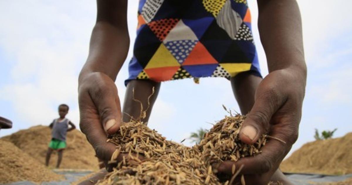 IVORY COAST PHOTO SET AGRICULTURE