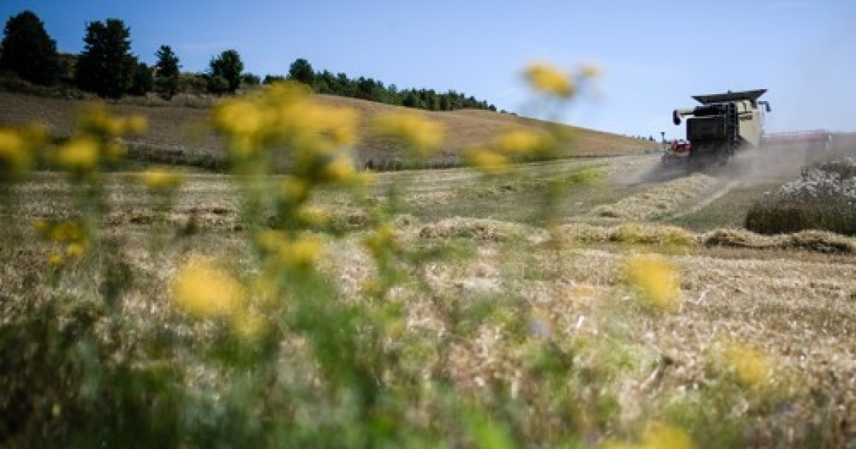 (FILE) GERMANY AGRICULTURE