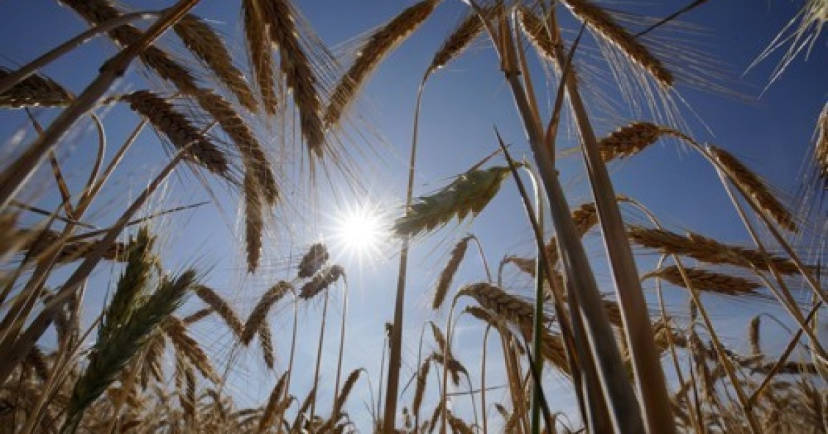 (FILE) GERMANY AGRICULTURE