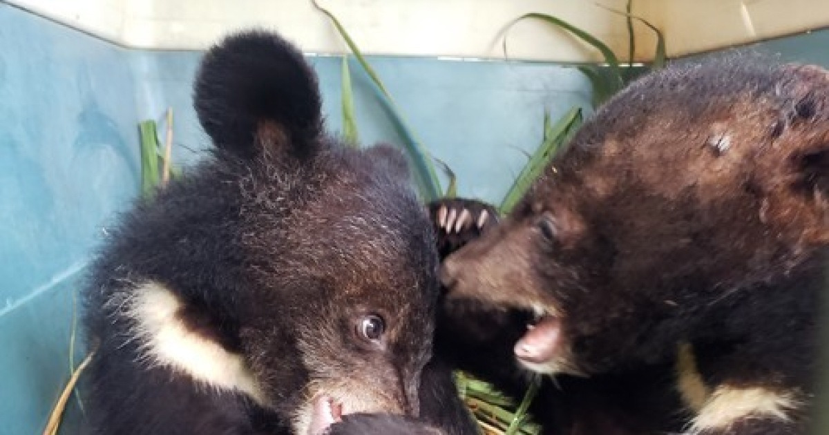LAOS CONSERVATION MOON BEARS RESCUED