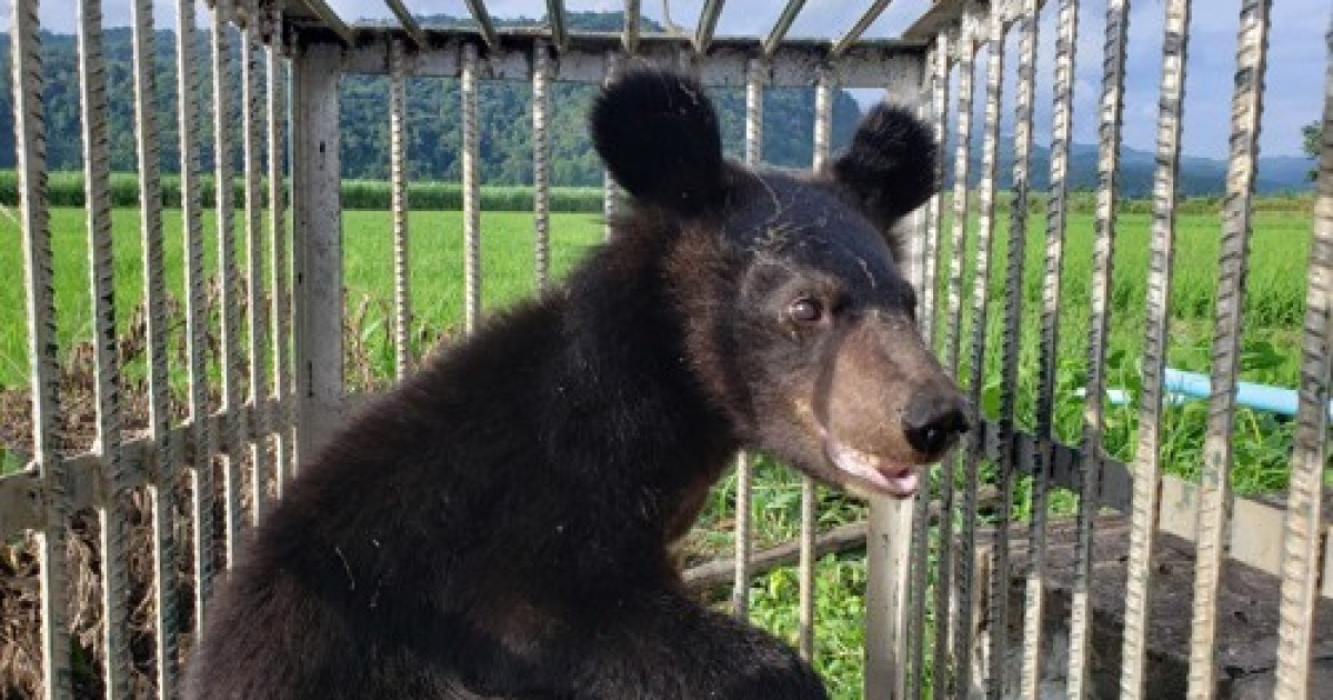 LAOS CONSERVATION MOON BEARS RESCUED
