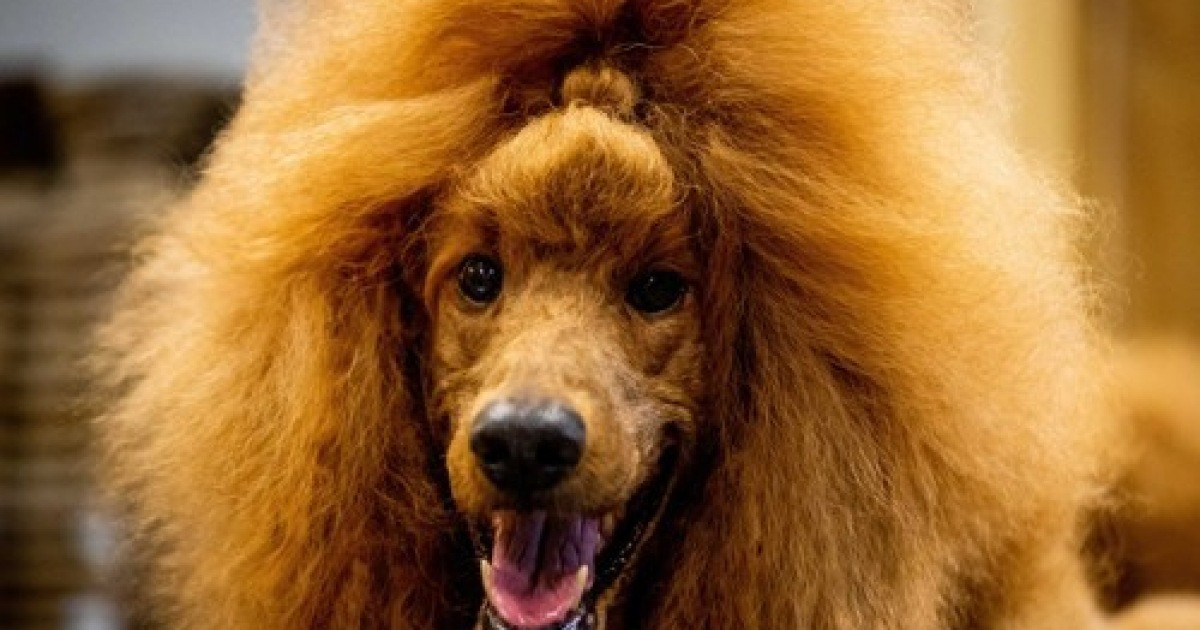 NETHERLANDS DOG SHOW