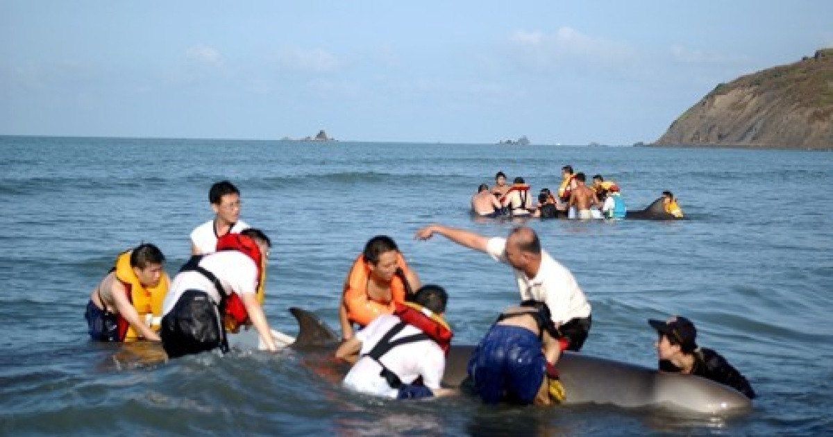 (FILE) TAIWAN WHALE DOLPHIN BEACHING