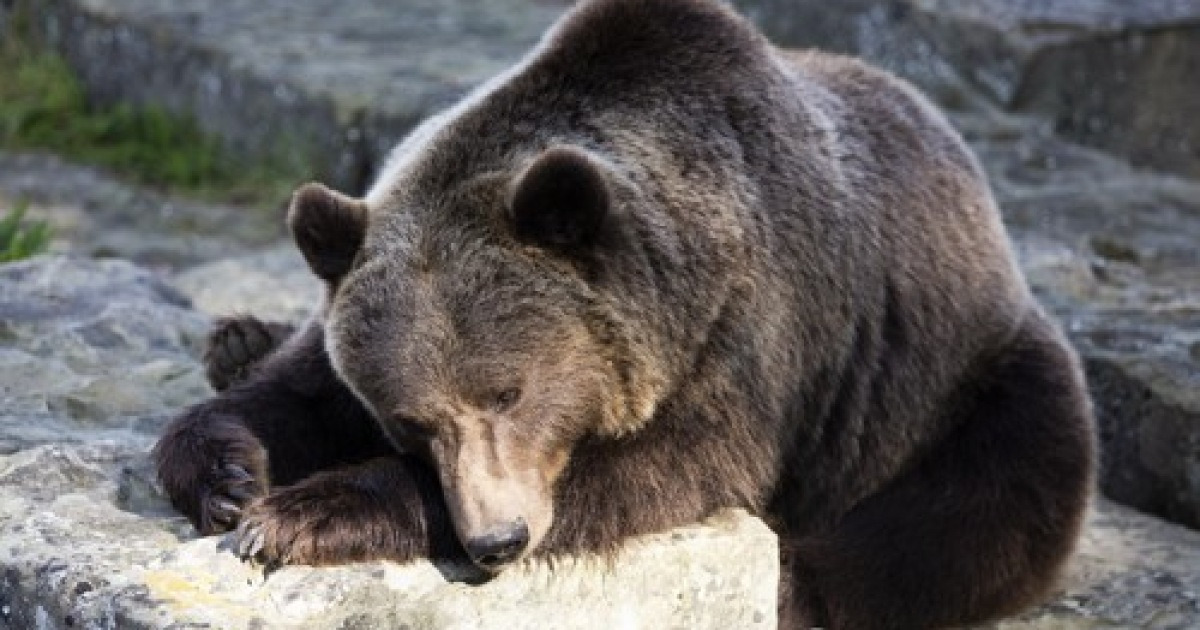 SWITZERLAND BERN BEAR PIT