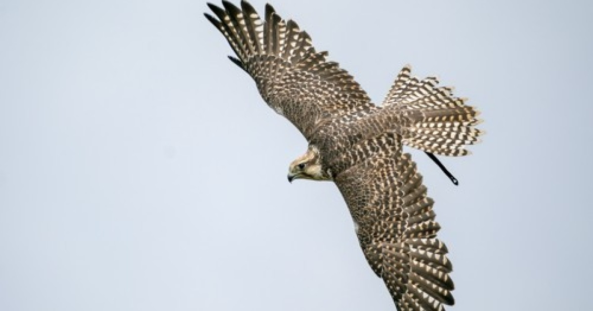 GERMANY SAKER FALCON