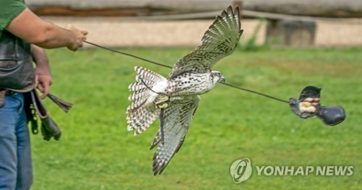 GERMANY SAKER FALCON