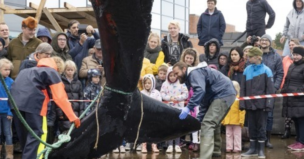 Denmark - Humpback whale