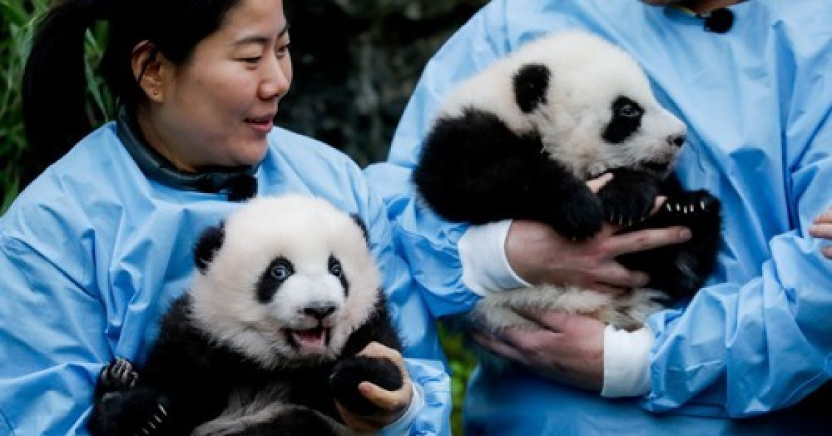 BELGIUM PANDAS PRESENTATION
