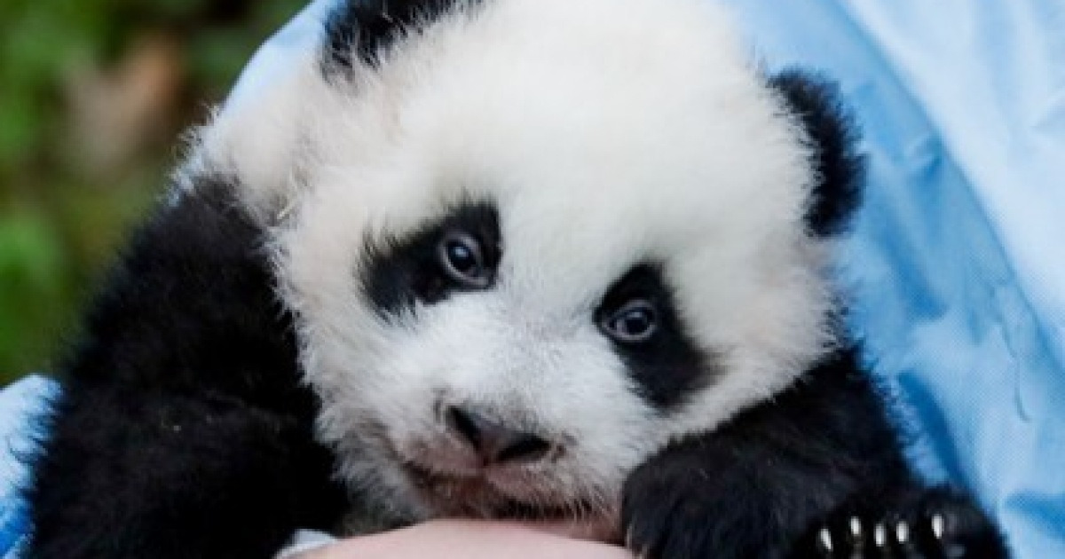 BELGIUM PANDAS PRESENTATION