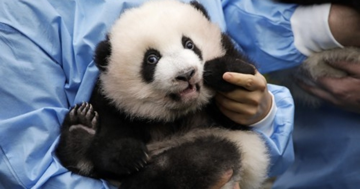 Belgium New Pandas