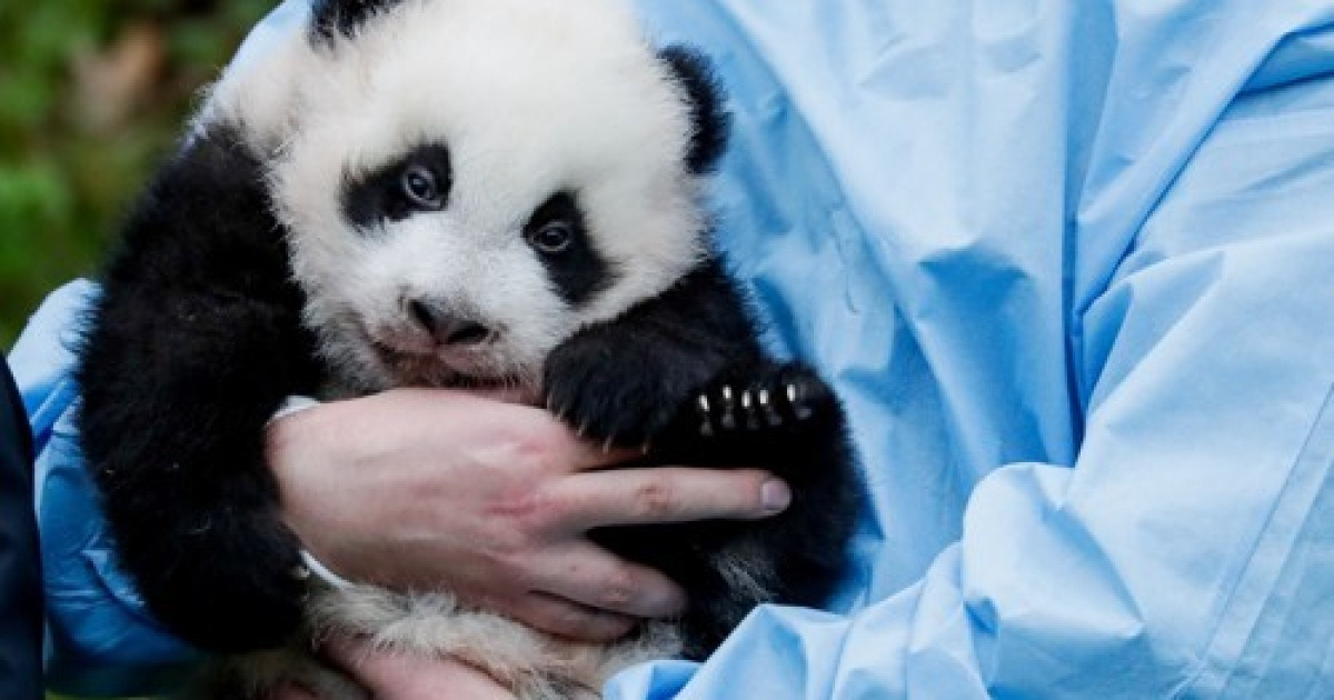 BELGIUM PANDAS PRESENTATION