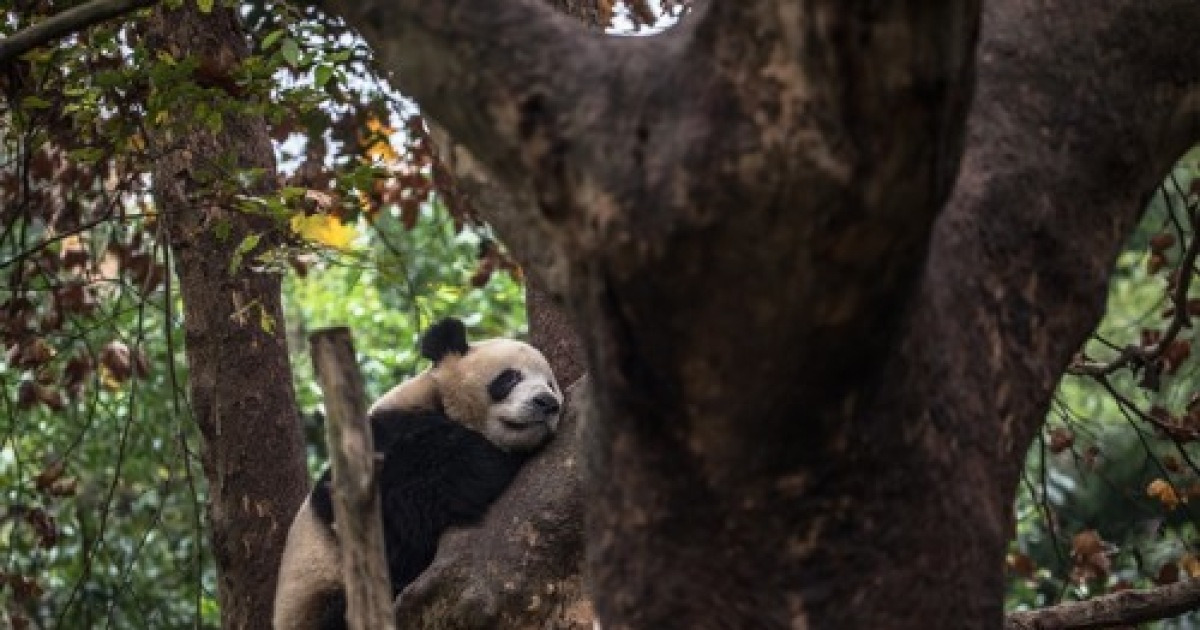 CHINA PHOTO SET CHENGDU PANDAS