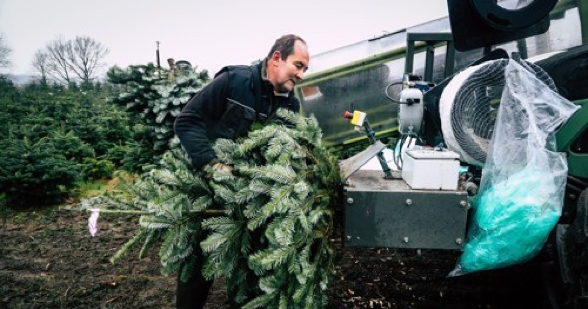 GERMANY AGRICULTURE CHRISTMAS TREES
