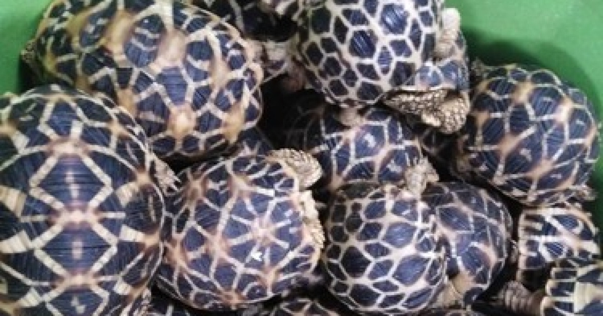 THAILAND ANIMALS INDIAN STAR TORTOISES