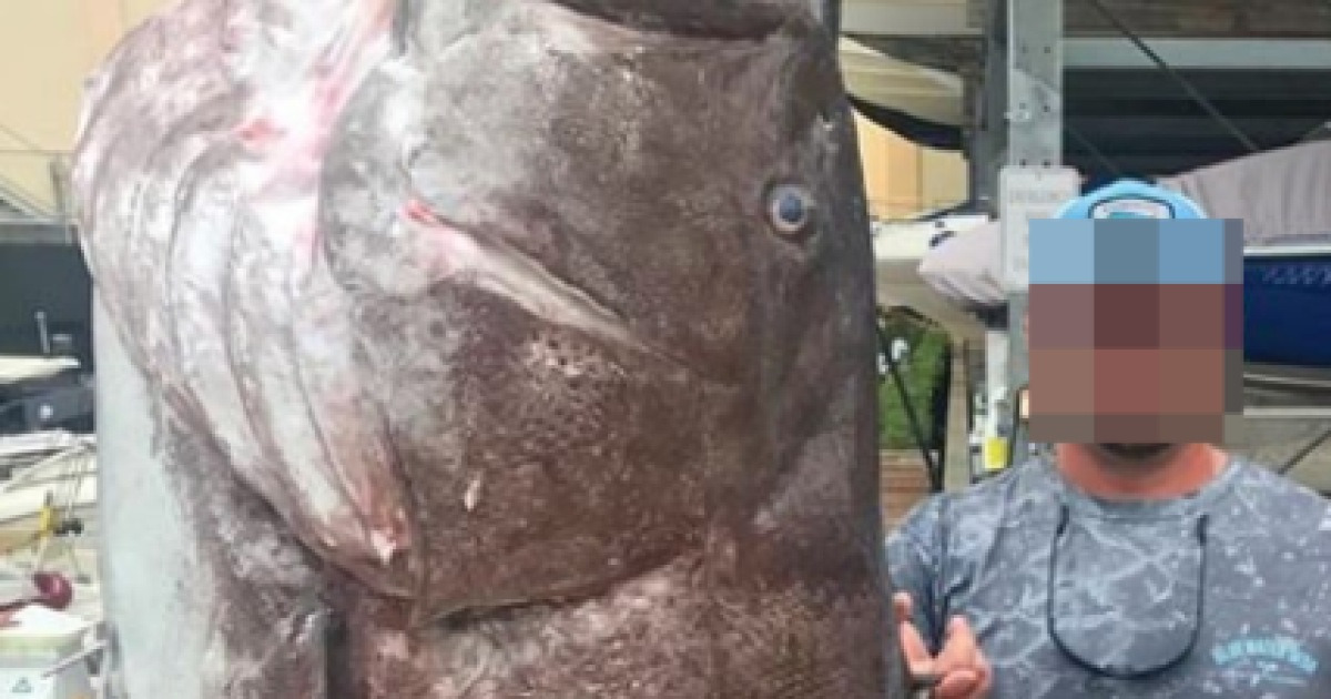 '50년 된 158kg' 물고기라니..대형 바르샤바 그루퍼 포획