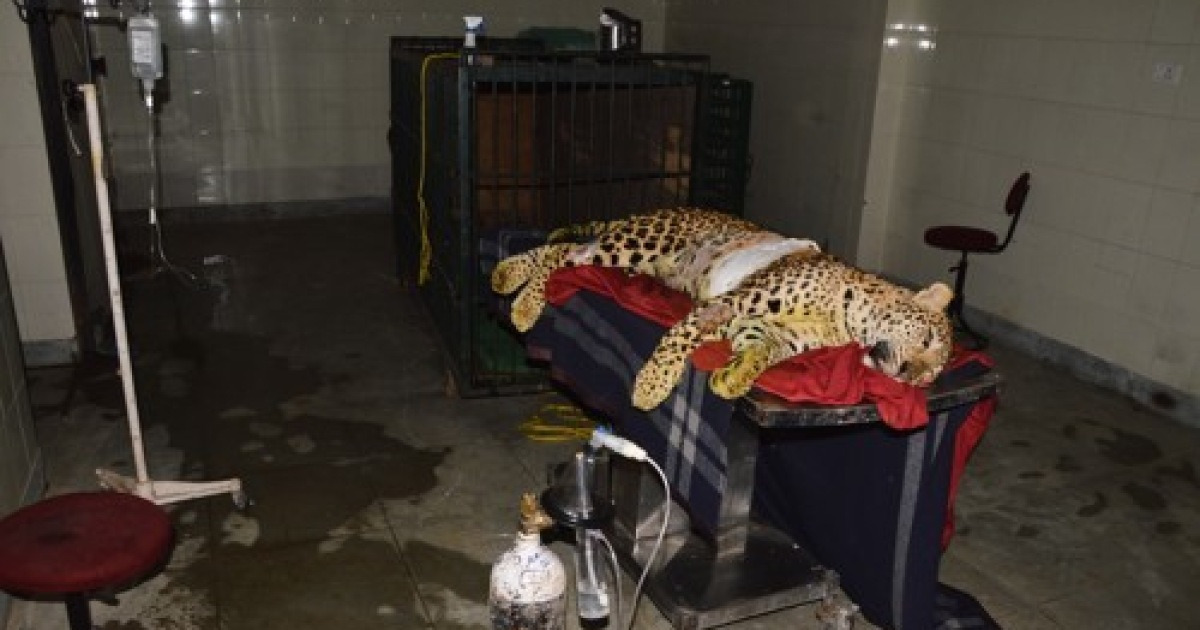 INDIA RESCUED LEOPARD DIED