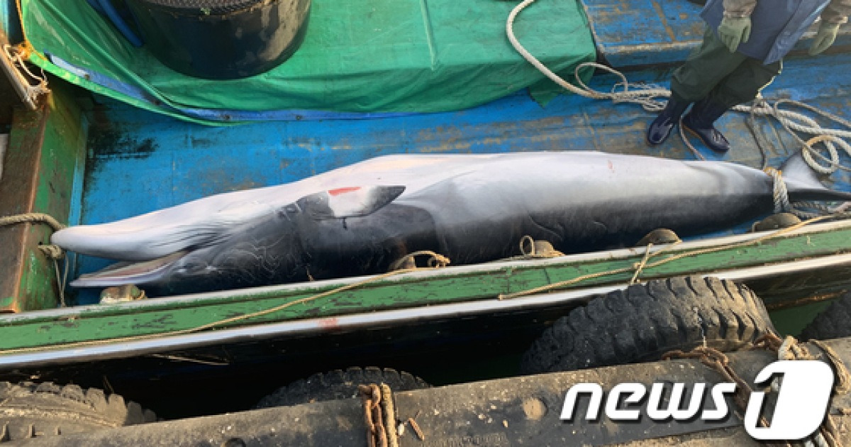 바다의 로또 밍크고래 사체 포항서 발견 2300만원에 팔려