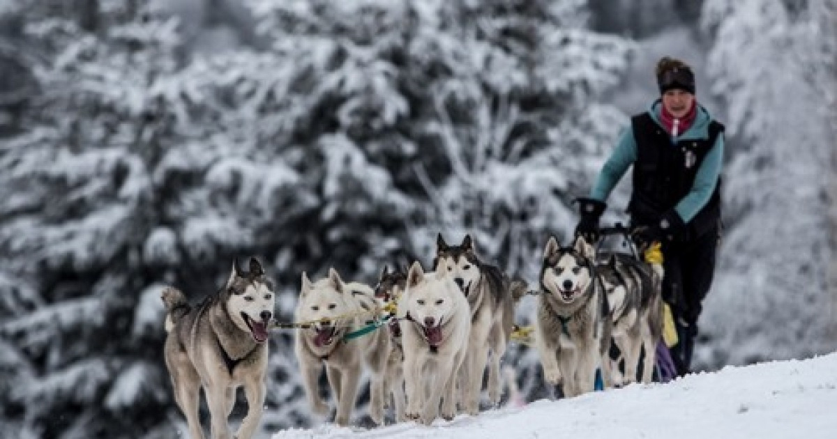 CZECH REPUBLIC PHOTO SET DOG SLED RACE