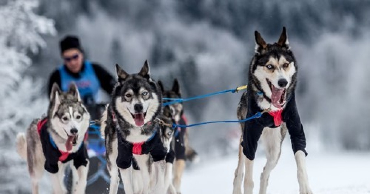 CZECH REPUBLIC PHOTO SET DOG SLED RACE