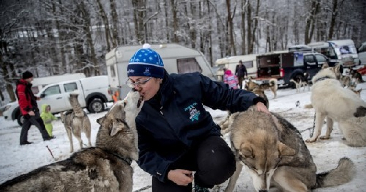 CZECH REPUBLIC PHOTO SET DOG SLED RACE
