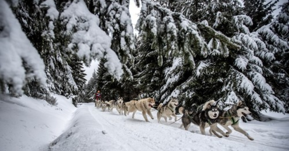 CZECH REPUBLIC PHOTO SET DOG SLED RACE