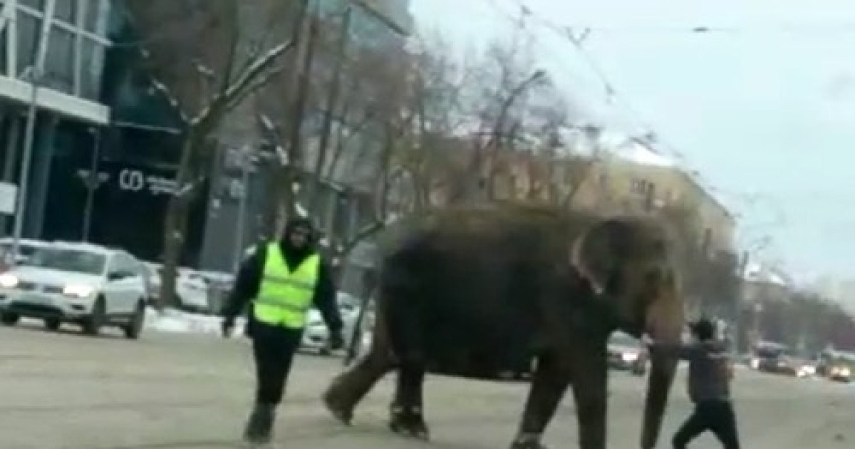 Russia Elephant Escape