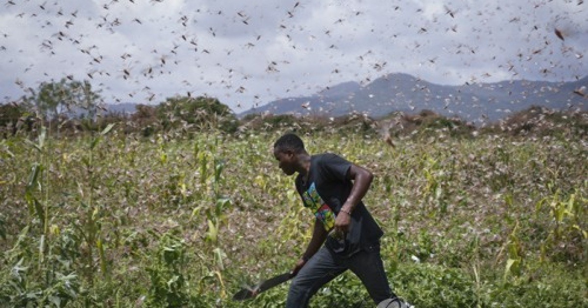 KENYA LOCUST CRISIS