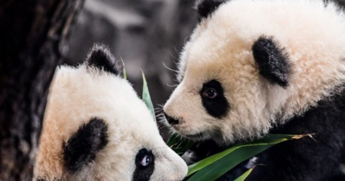 GERMANY CHINA ANIMALS PANDAS